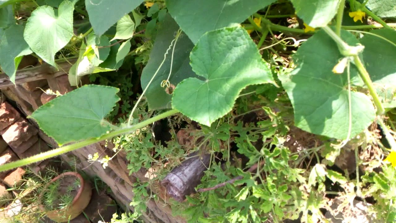 Home Gardening.....Fruits of SOSA or vegetables - YouTube