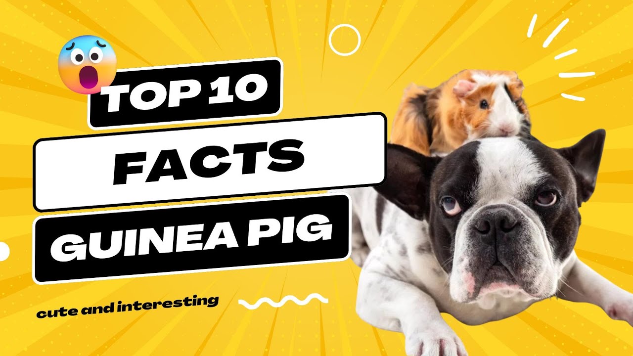 All About Guinea Pigs: 10 Interesting and Cute Facts That Will Make You ...