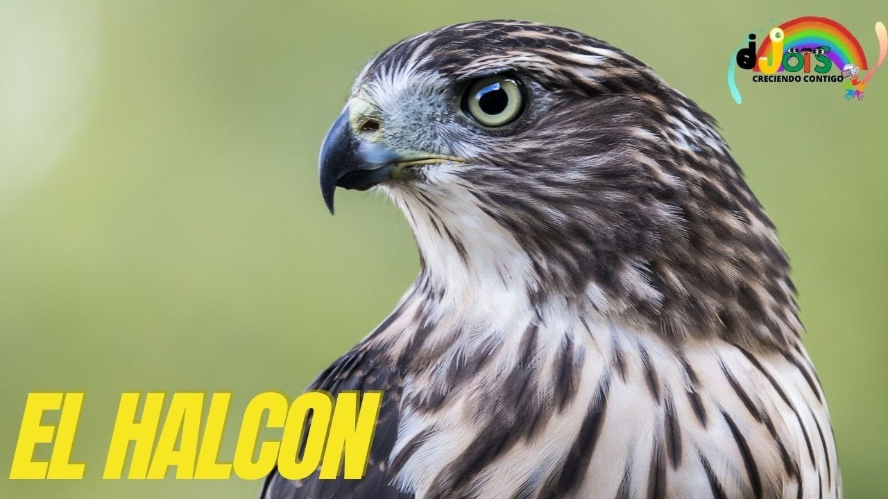 El Halcon/ Curiosidades de los Halcones/ Vida- Habitad- sonidos y mucho ...