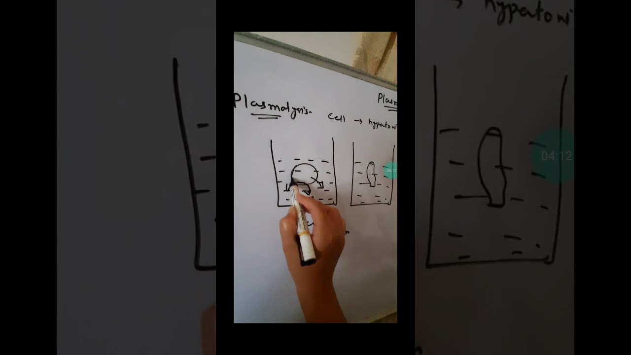 Plasmolysis - YouTube