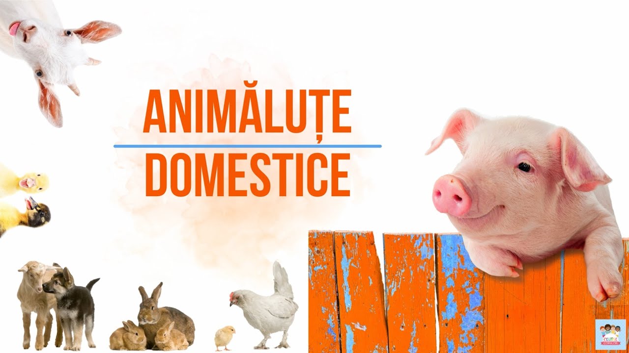 Animale domestice mici pentru pitici🐣 - YouTube