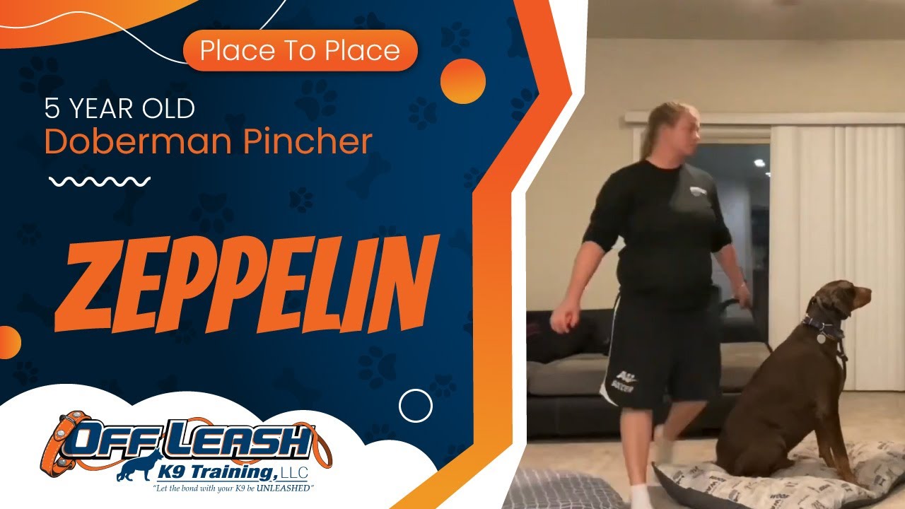5 yo Doberman Pincher Zeppelin ~ Best Doberman Pincher Trainers ~ Off ...