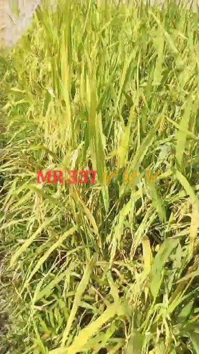 Perkembangan padi MR 337 dilahan asam asaman tinggi.... Semoga berkah.🌾🌾🌾 - YouTube