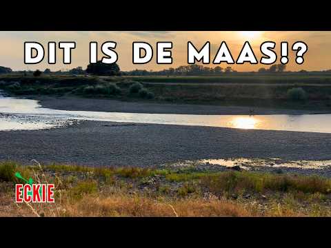 Droogt de Maas helemaal op? Record laag water in de Grensmaas 🥵
