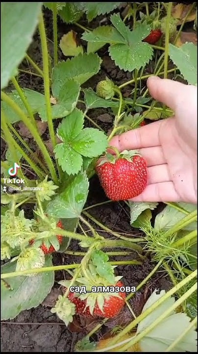 Клубника сорт Гигантелла 🍓 - YouTube
