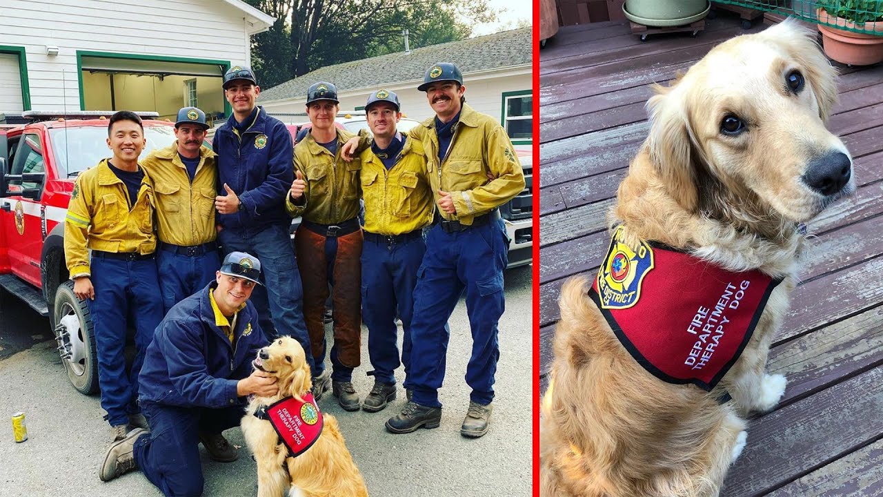Meet The Hero Dog That Saves Firefighters' Lives After The Flames Are ...