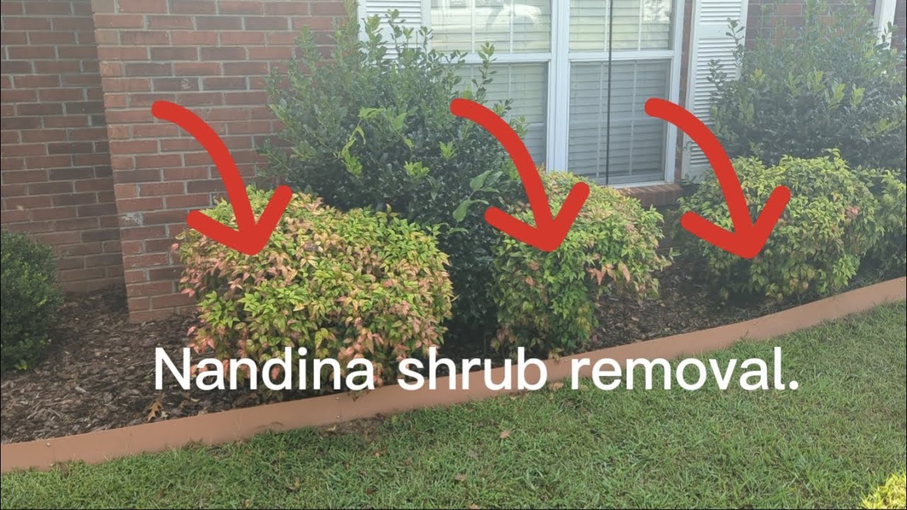 Shrub trimming /Shrub removal - YouTube