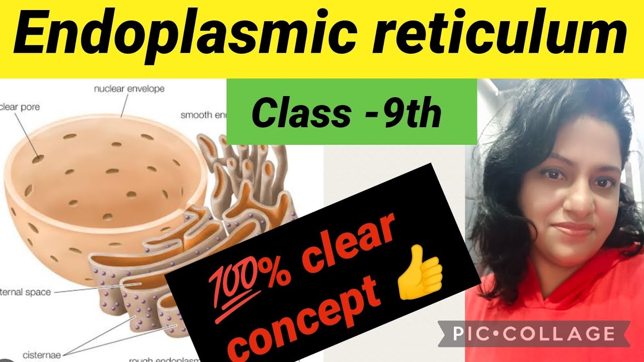 Endoplasmic reticulum -Cell organals for all type Boards, class -9th ...