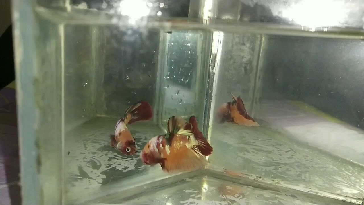 nemo copper - YouTube