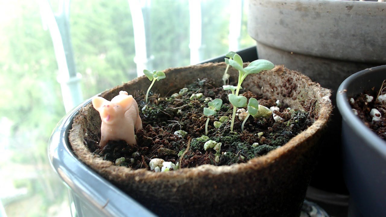 Plant Growing Live Stream - June 8 2018 Daily City Sound / Tranquil ...