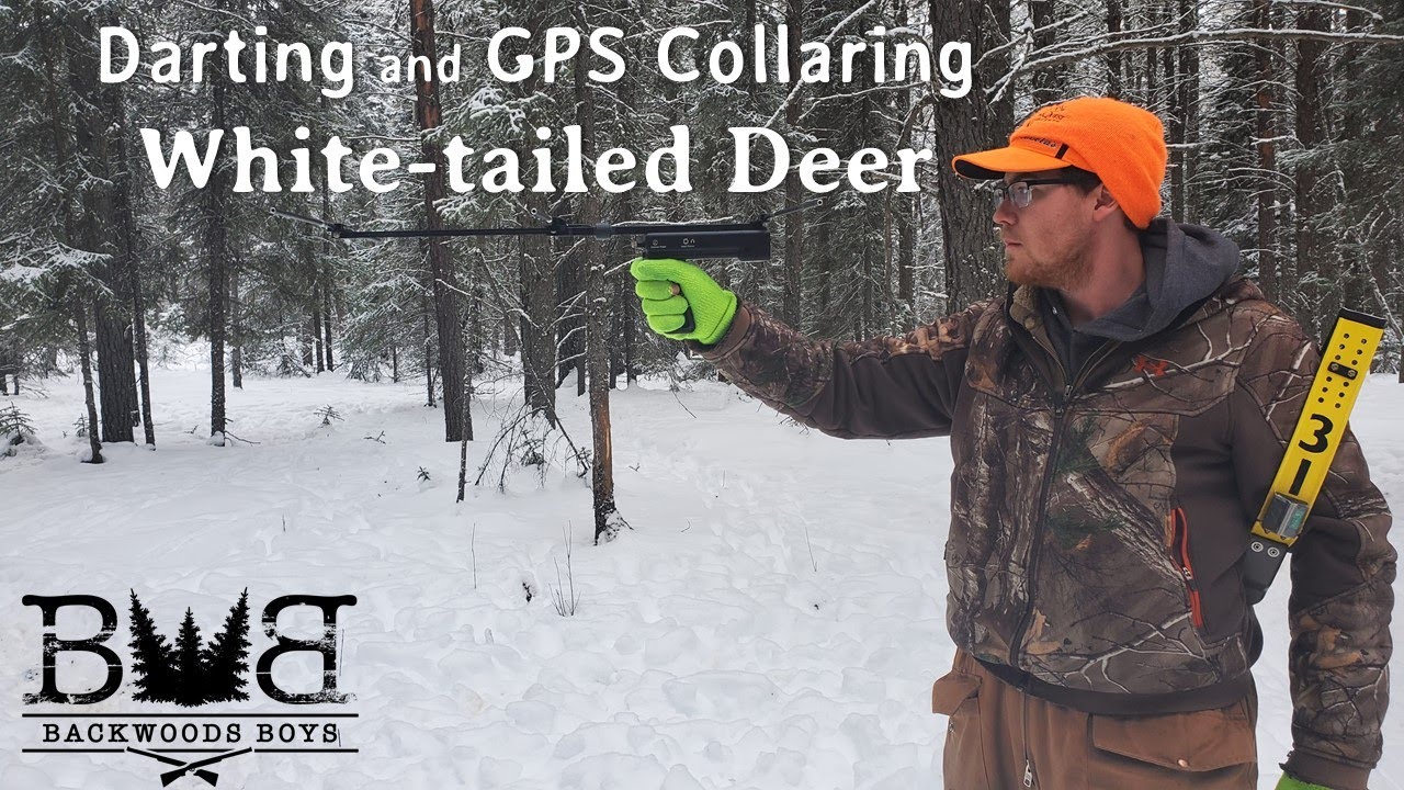 Darting and GPS Collaring a White-tailed Deer - YouTube
