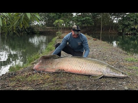 Prehistoric Arapaima (Catch, Clean, and Cook) Part 2 - YouTube