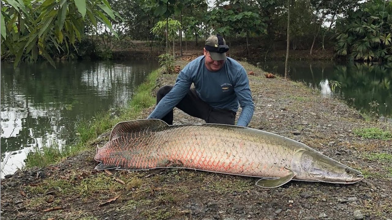 Prehistoric Arapaima (Catch, Clean, and Cook) Part 2 - YouTube