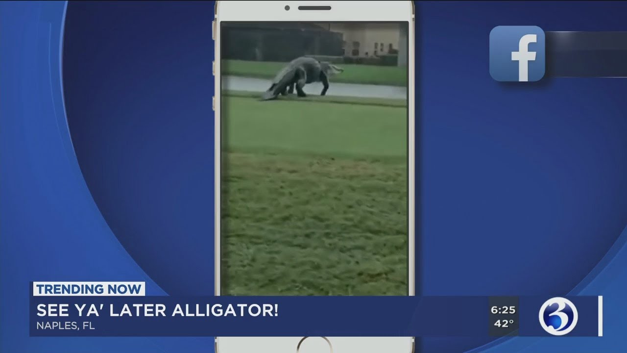 TRENDING NOW: Golf course gator, dog & boy flip, dog dance - YouTube