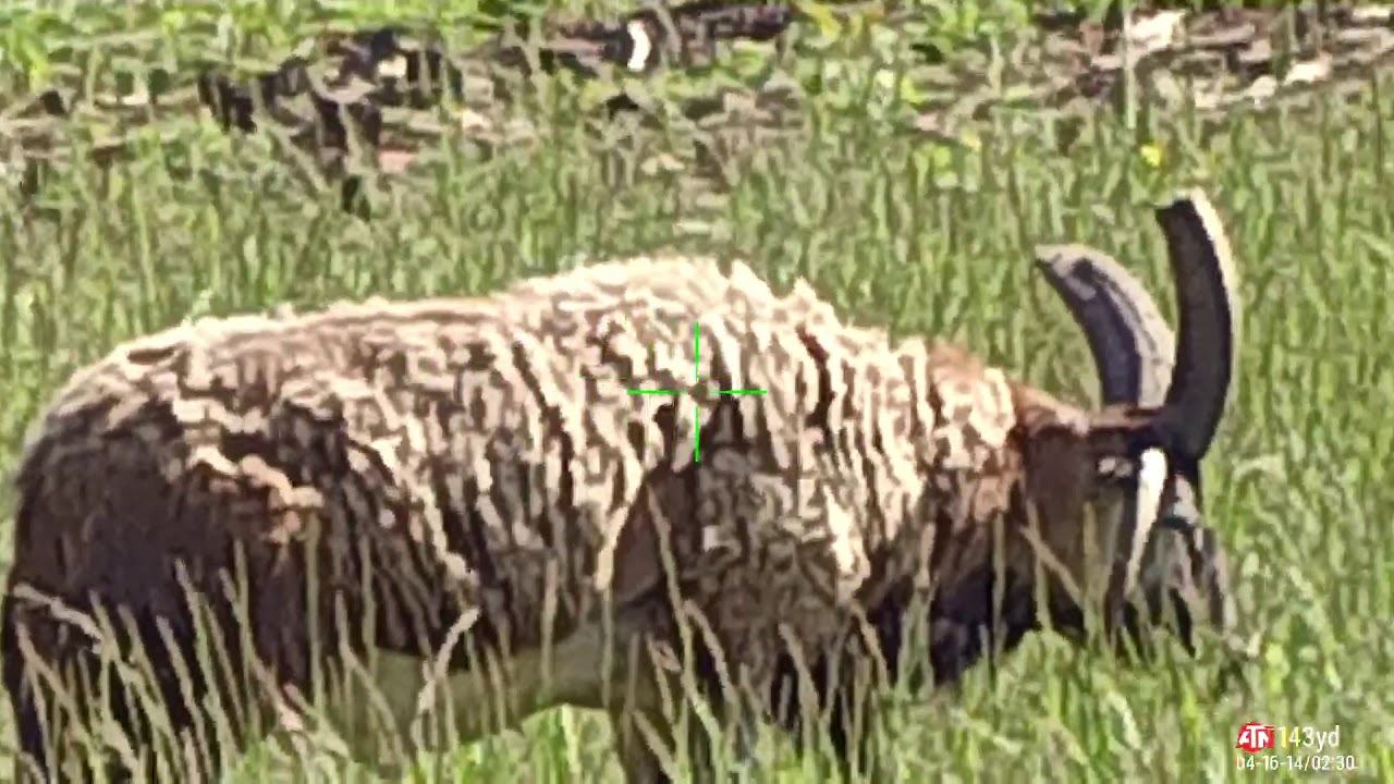 Jacobs Four Horn Ram - Airforce Texan .457 - YouTube