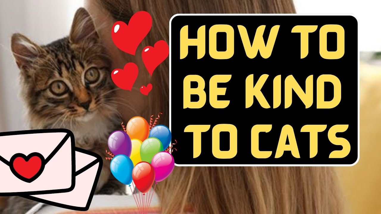 How Do You Show Kindness To A Cat? - YouTube