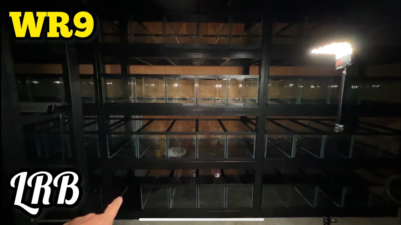 Members Weekly Roundup 9 - YouTube