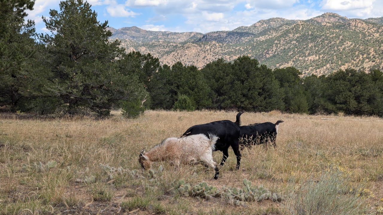 ⚡ Lightning Goats ⚡ Live Goat Feeder - YouTube