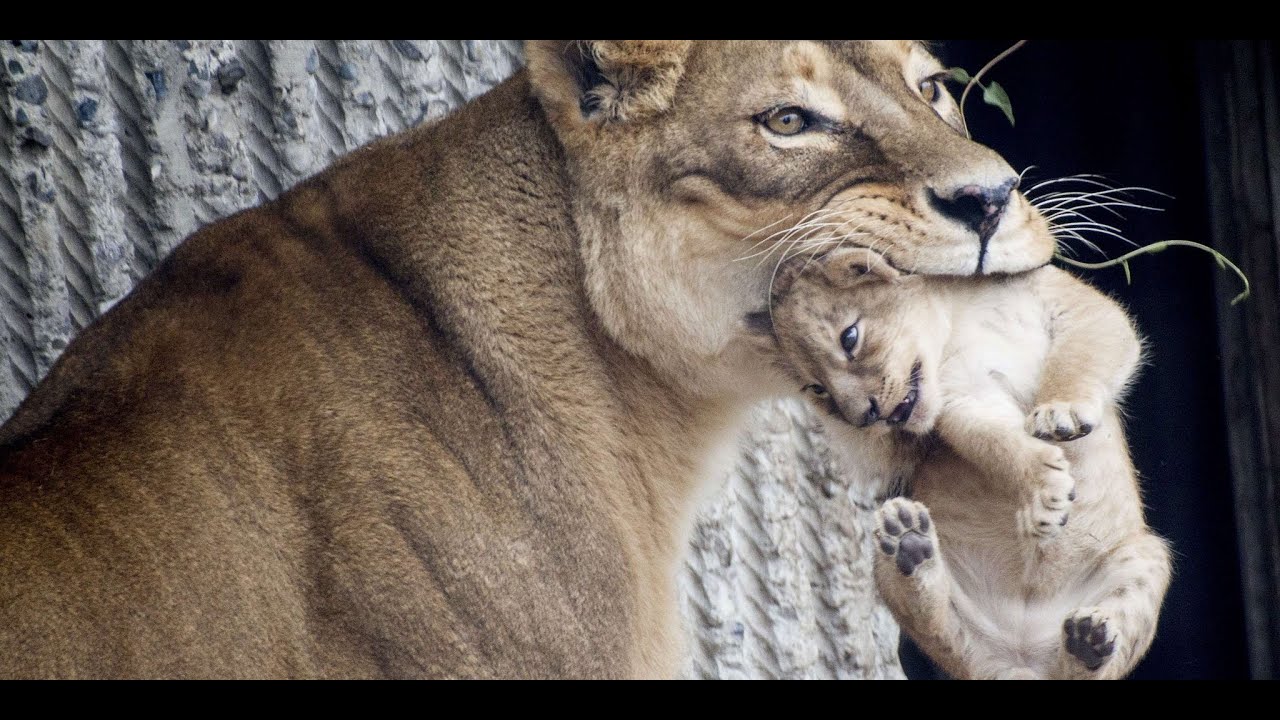 Worst Animal Parents YouTube worst-animal-parents-youtube