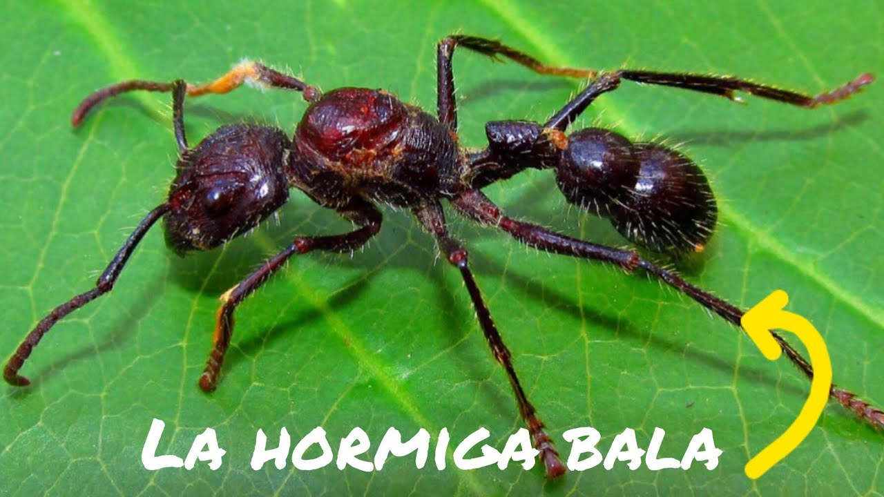 PARAPONERA CLAVATA:la hormiga bala ☠️🎥🐜 - YouTube