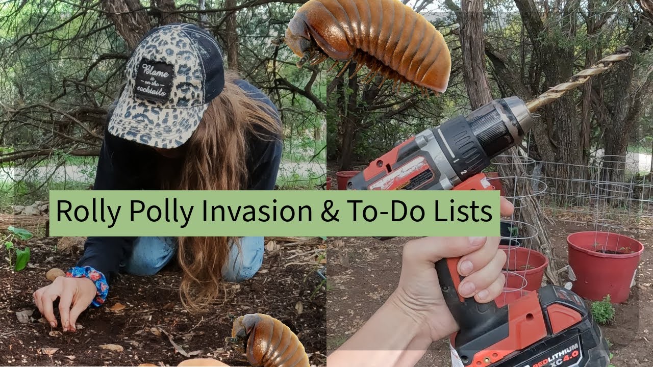 Rolly Polly Invasion and To-Do's - YouTube