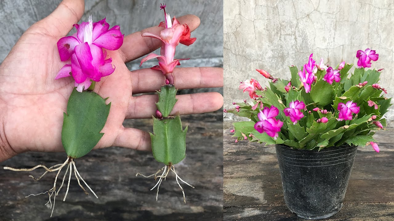 Tips for breeding Zygocactus Truncatus with a new method - YouTube