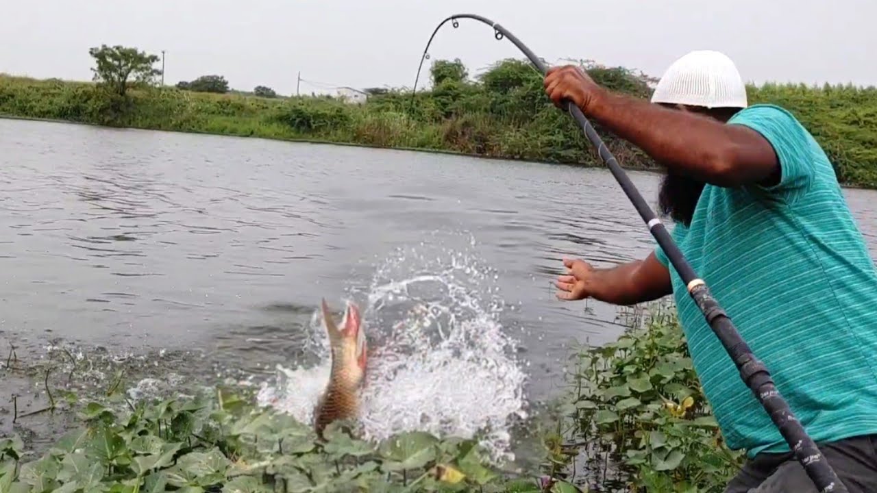 incredible Fishing |Big Rohu Fish Catching |village fishing|Rohu ...