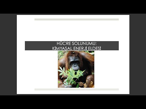 #biyoloji #genel biyoloji BÖLÜM 9: Oksijenli Solunum #genel biyoloji