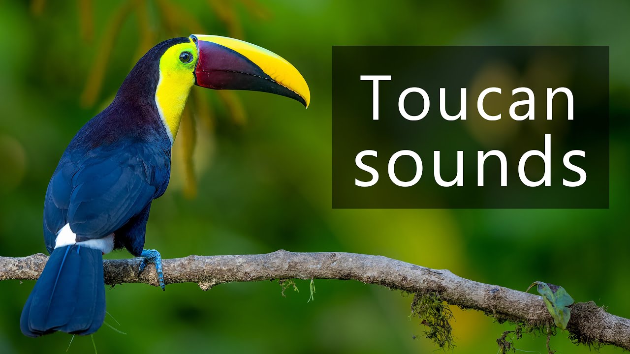 The sounds of toucans - YouTube