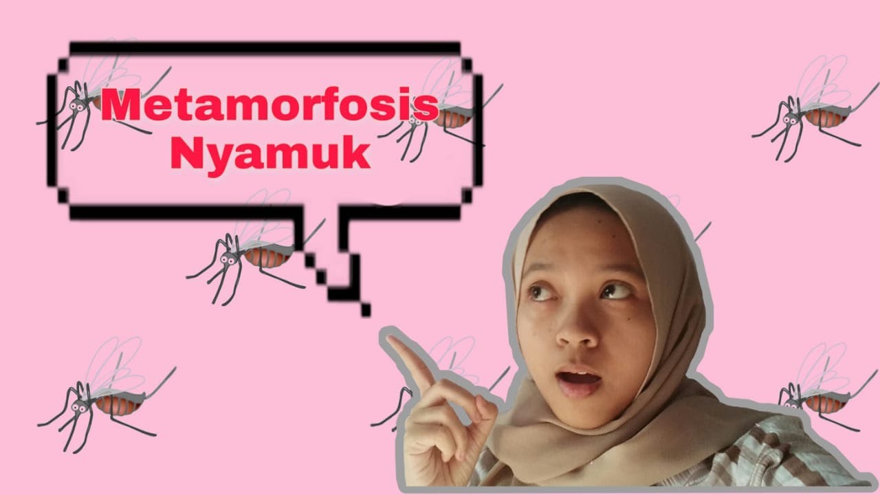 Metamorfosis Nyamuk by Firly | SMA LAB UM - YouTube