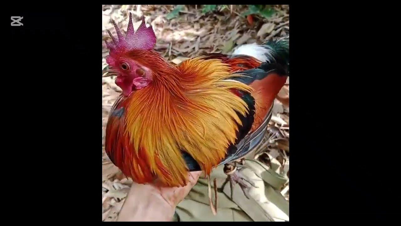 qaib dib tuaj zoo kawg tau ntau tau kawg li nawb/25/2/2025 - YouTube