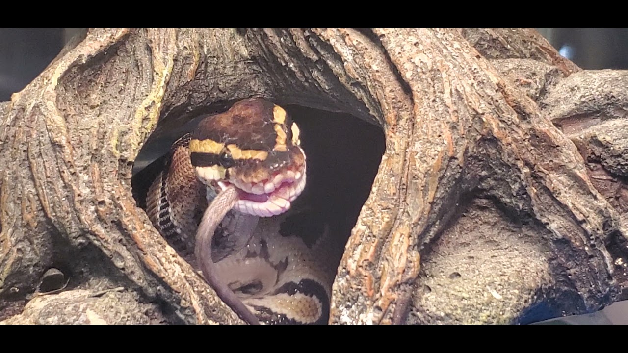 Baby Ball Python - First Meal With Us - YouTube