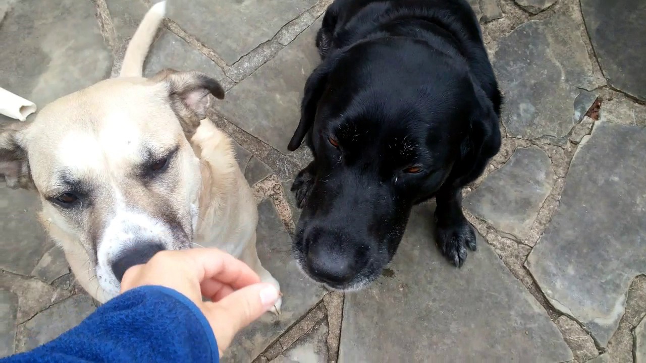 Dogs Taste-Testing Day One Treats Peanut Butter Turmeric dog treats ...