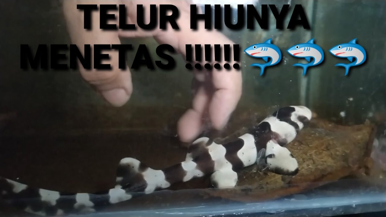 DETIK - DETIK MENETASNYA TELUR HIU!!! - YouTube