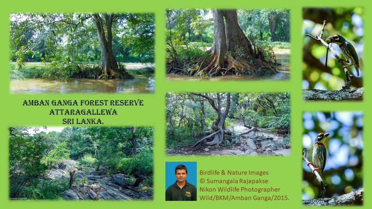AMBAN GANGA FOREST RESERVE - BAKAMOONA ELAHERA SRI LANKA. - YouTube