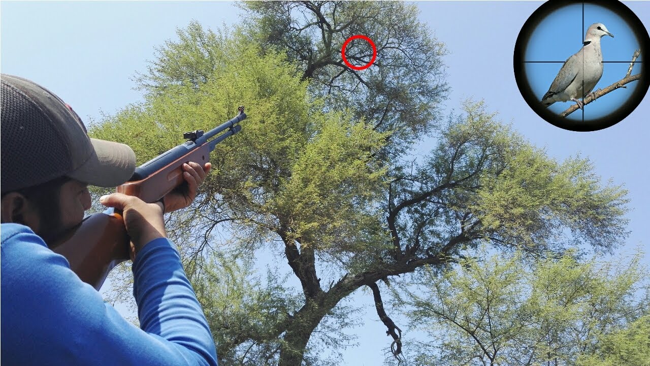 Dove Hunting - Outdoor Hunting Birds Skills | (2021) - YouTube