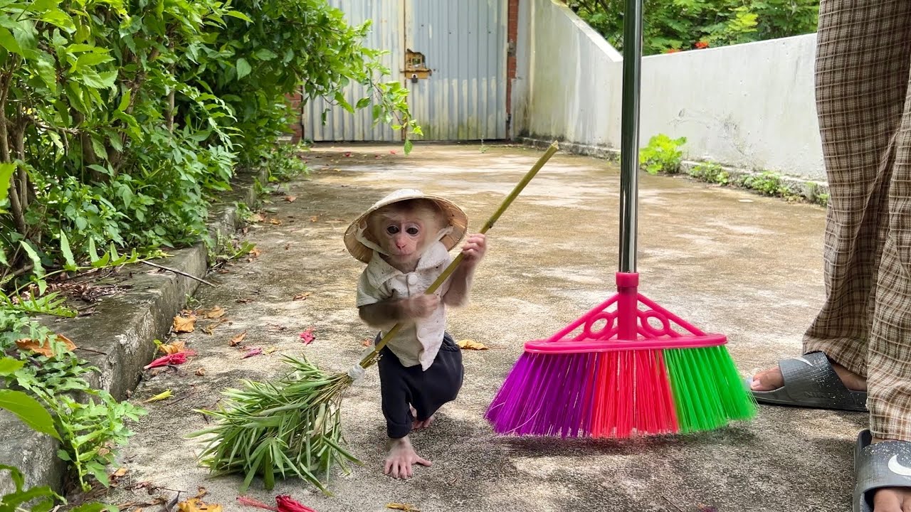 Super smart! Abi monkey helps mom sweep the yard - YouTube