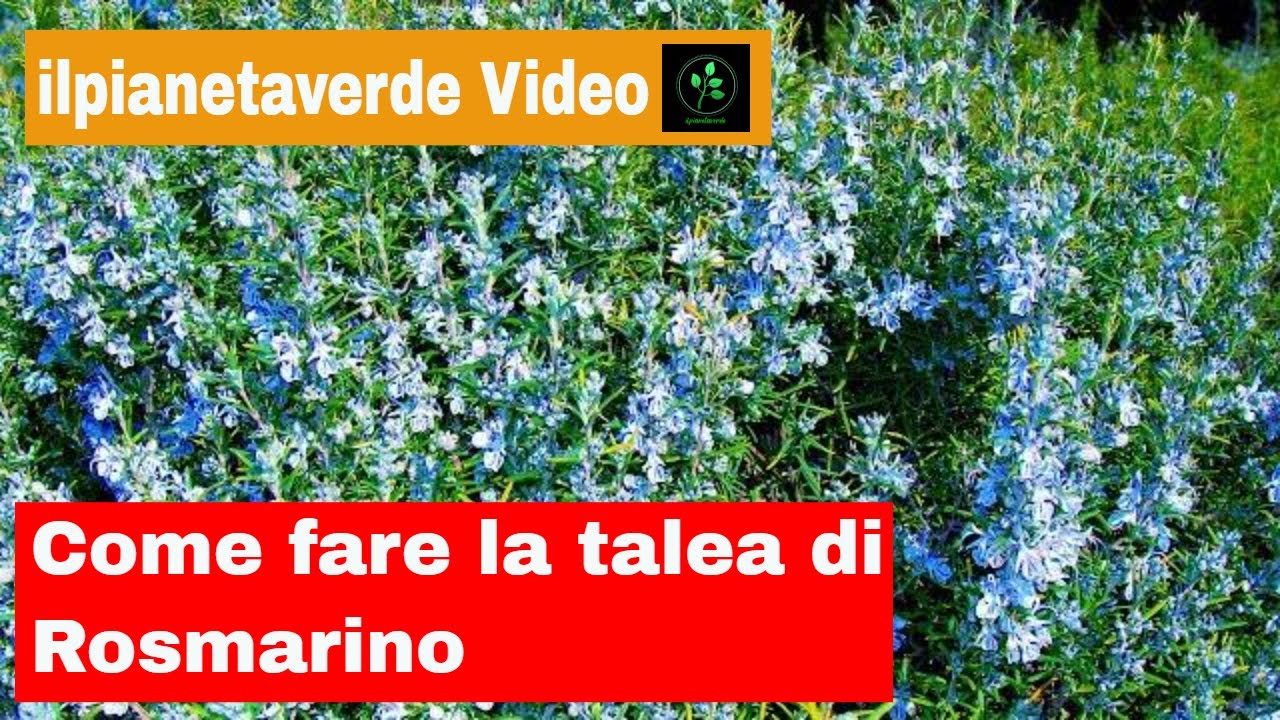 Come fare la talea di Rosmarino - YouTube