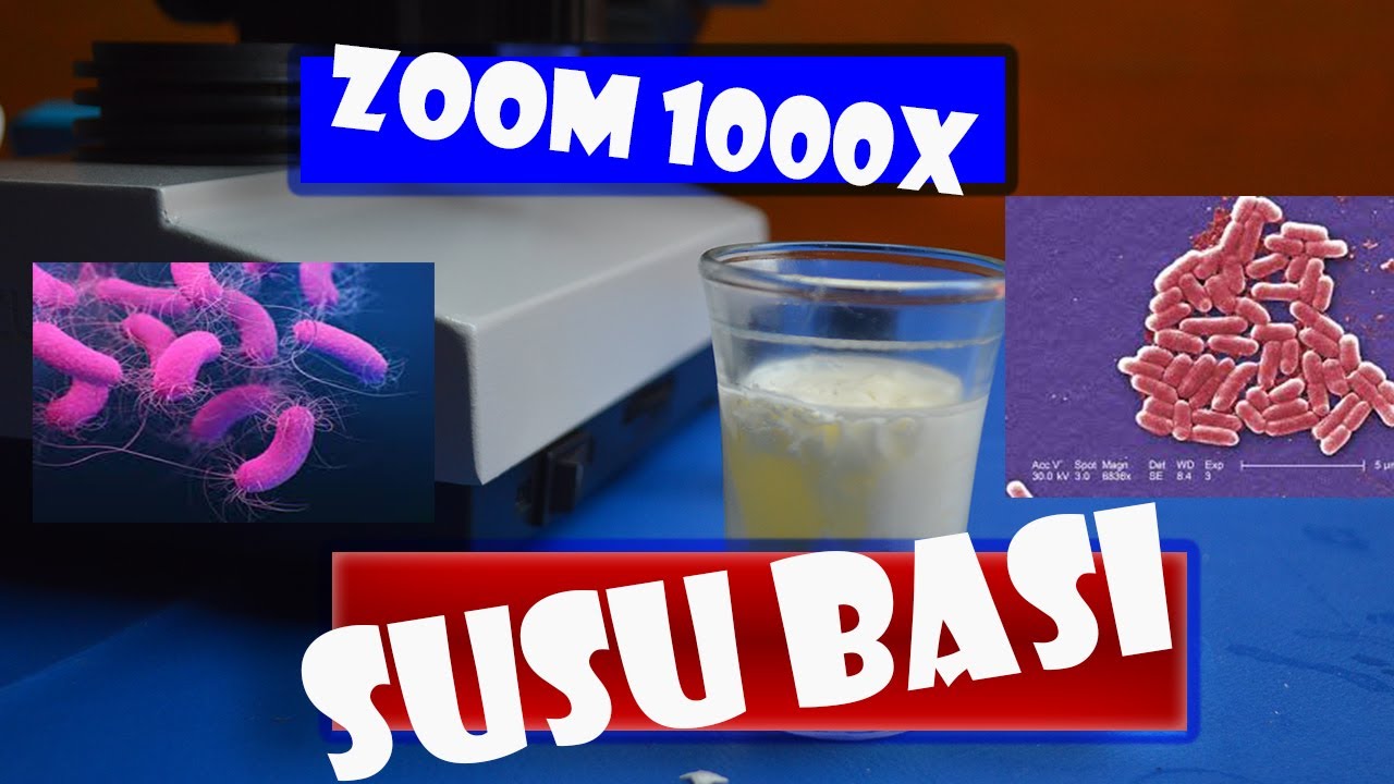 ZOOM 1000X SUSU BASI (banyak bakteri yang hidup) - YouTube