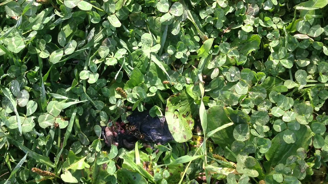 Timelaspe of Wasps and slugs eating a dead mouse - YouTube