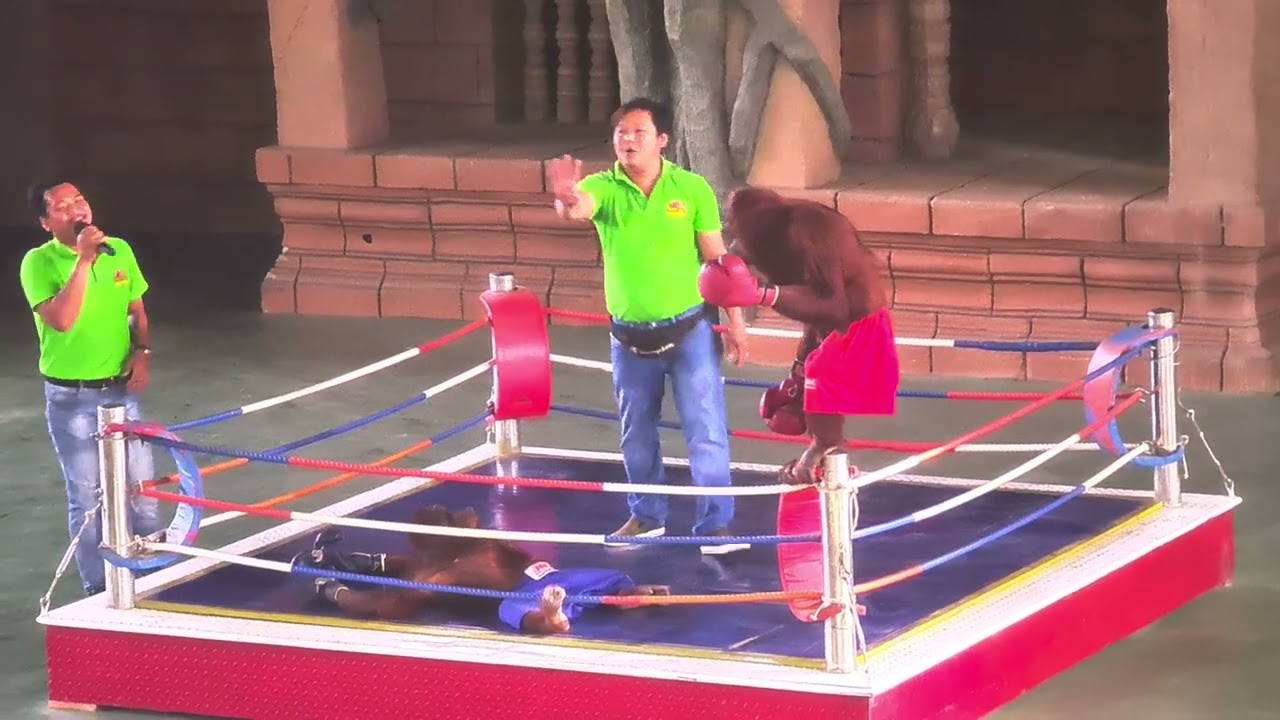 Monkey Boxing Show at Safari Cambodia - YouTube