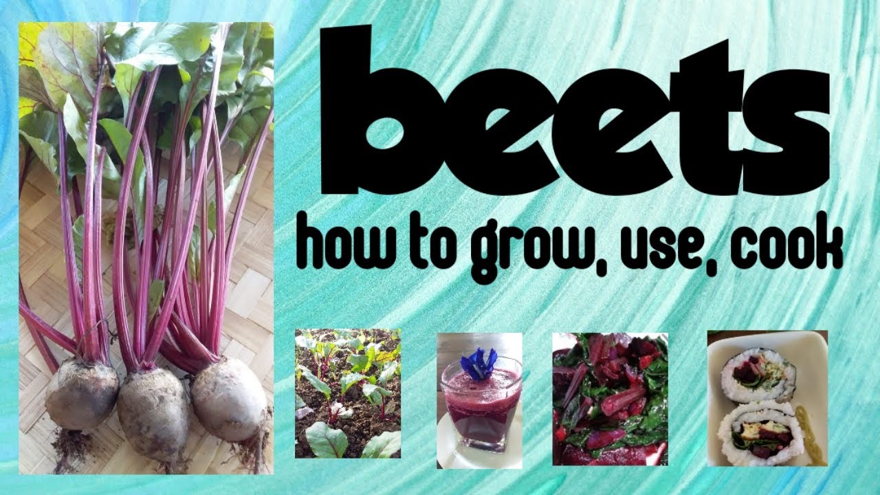 beets - YouTube