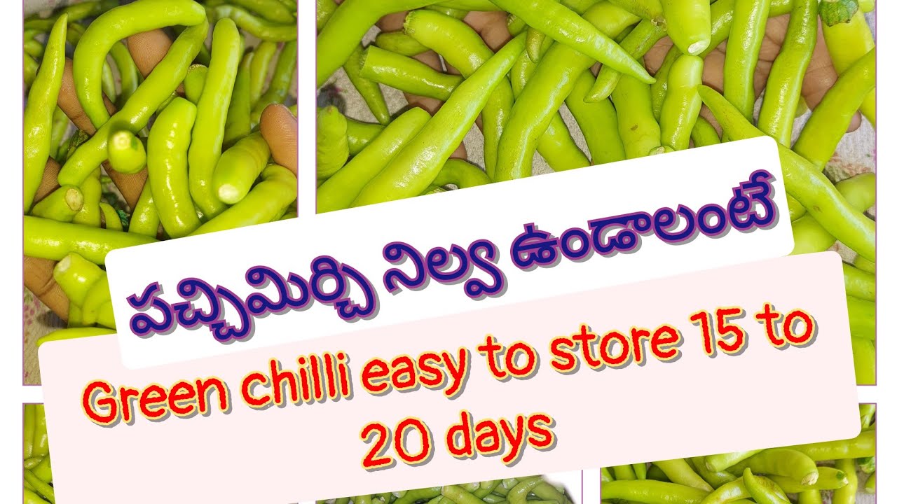 ఈజిగ 15-20 days నిల్వ ఉండే పచ్చి మిర్చి| how to store Mirchi in 15 to ...