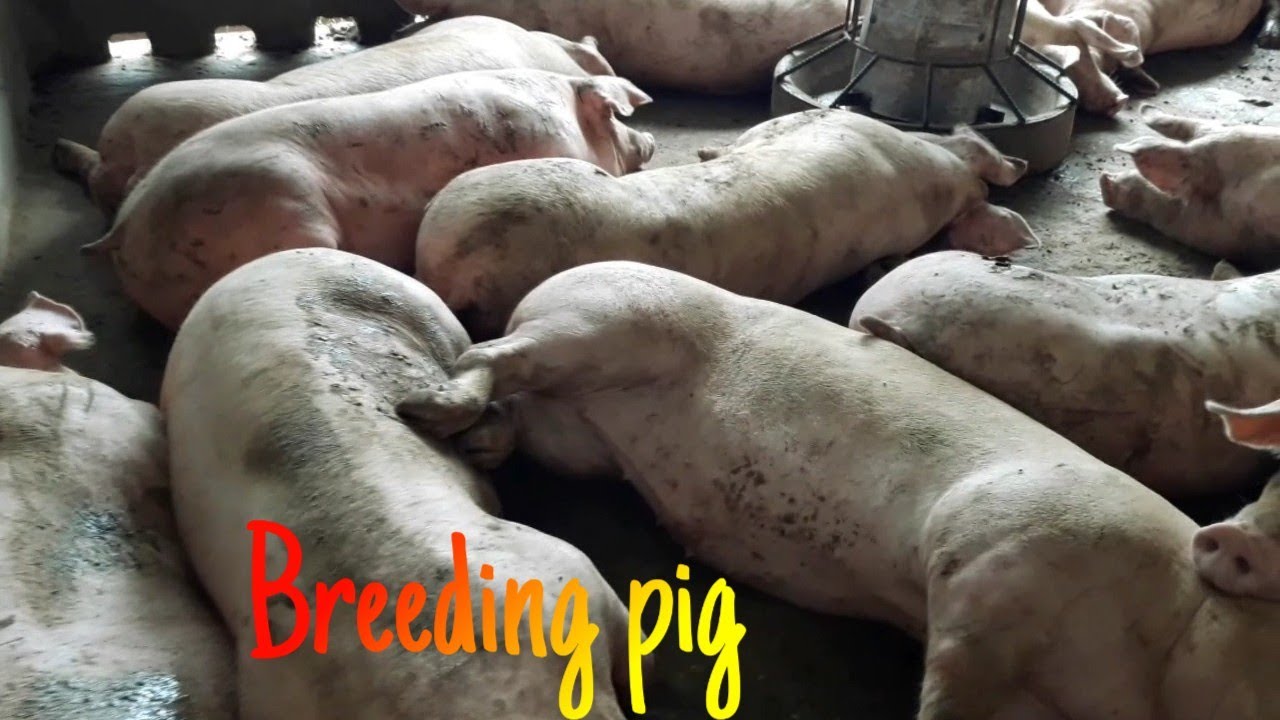 Breeding pig 2020 - YouTube