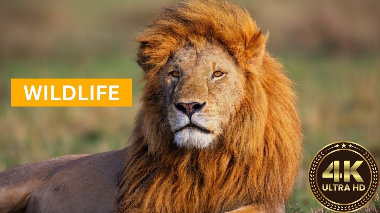 Wildlife 4k UHD VIDEO World some animal clips | WILDLIFE | - YouTube