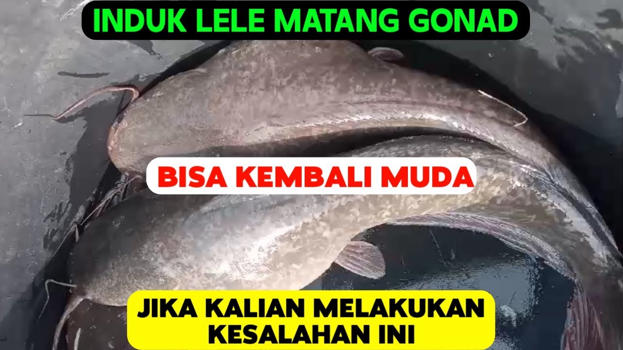 INDUK LELE MATANG GONAD BISA KEMBALI MUDA, JIKA HAL INI DI BIARKAN ...