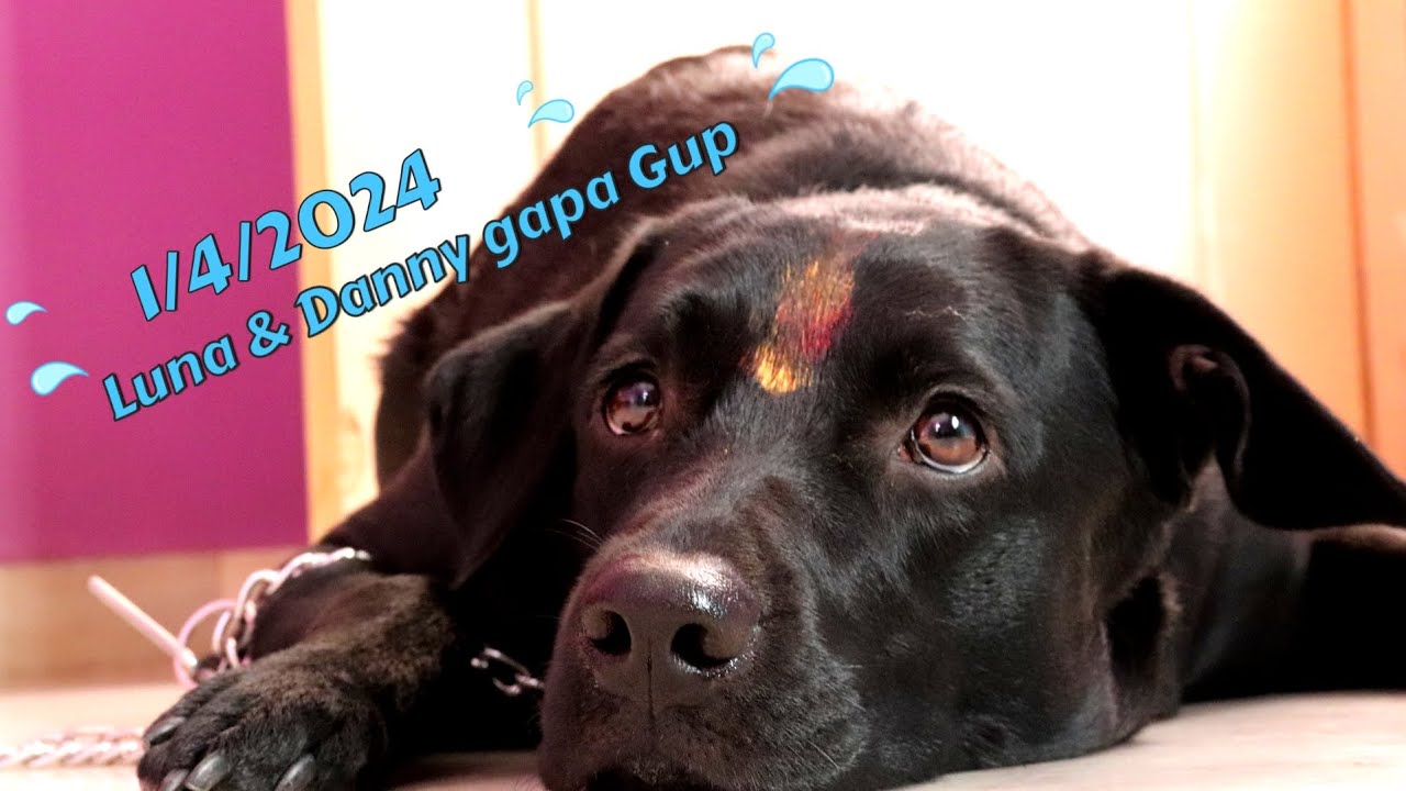 First Time Black Female and White Male Labrador Meeting - YouTube