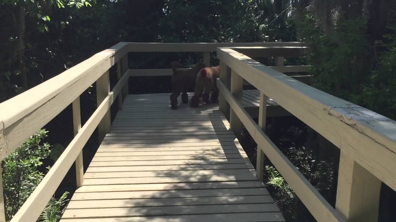 Super Dog Max & Ruby on a walk - YouTube