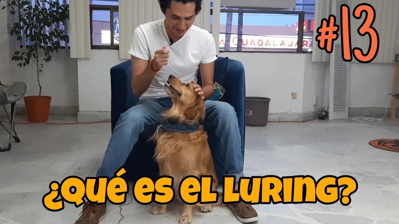 ¿Qué es el luring? ¿como nos ayuda en el adiestramiento? ft PARKER ...