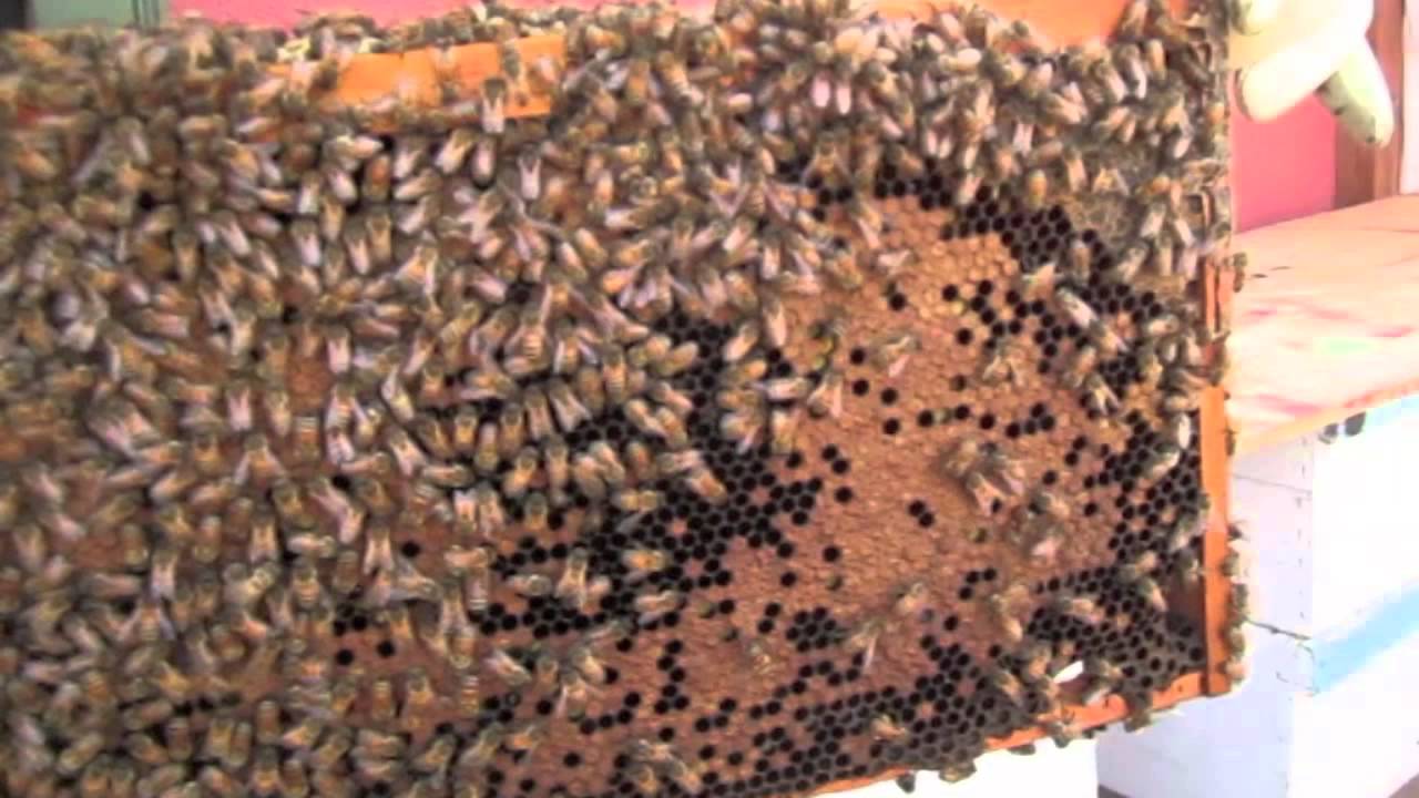 Beehive 1 Examination 1 - YouTube